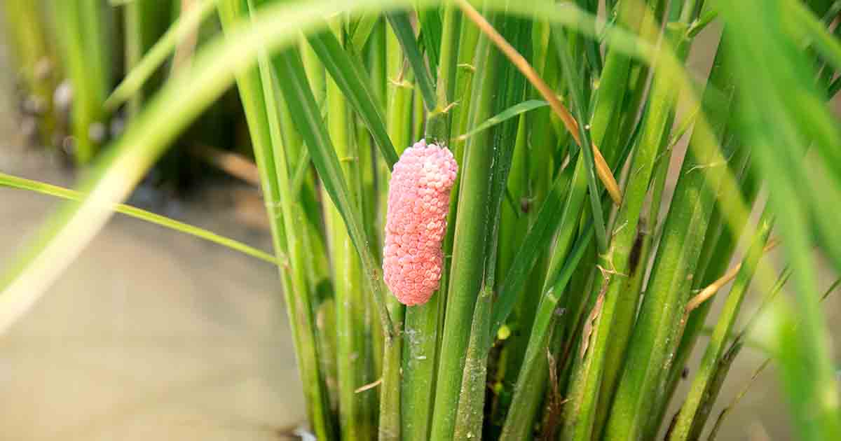 TOBOSA ECUADOR – Crystal-Chemical