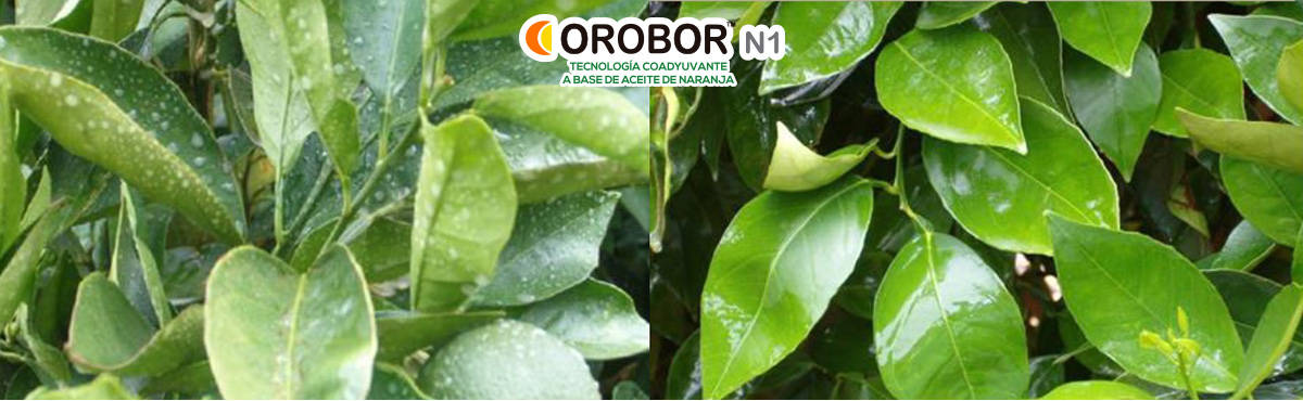 Orobor N1 Bolivia – Crystal-Chemical