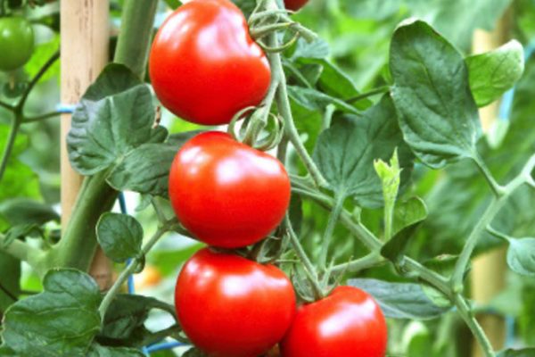 Tomate riñón – Crystal-Chemical